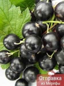 Лесосад — Семена и саженцы редких и полезных растений